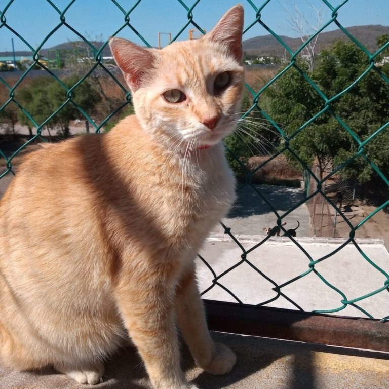Guero - Mazatlan Animal Rescue