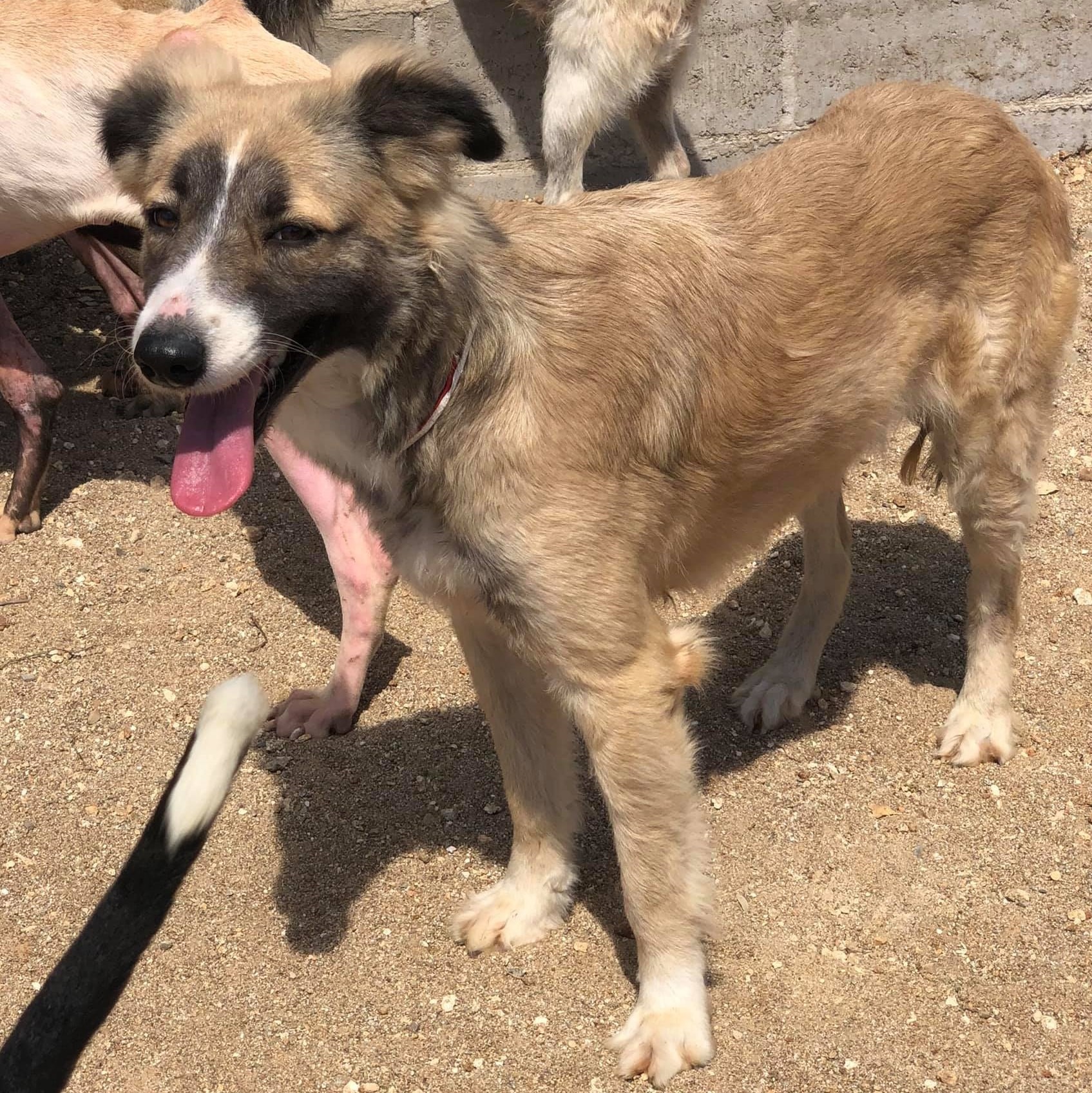 Available Dogs - Mazatlan Animal Rescue