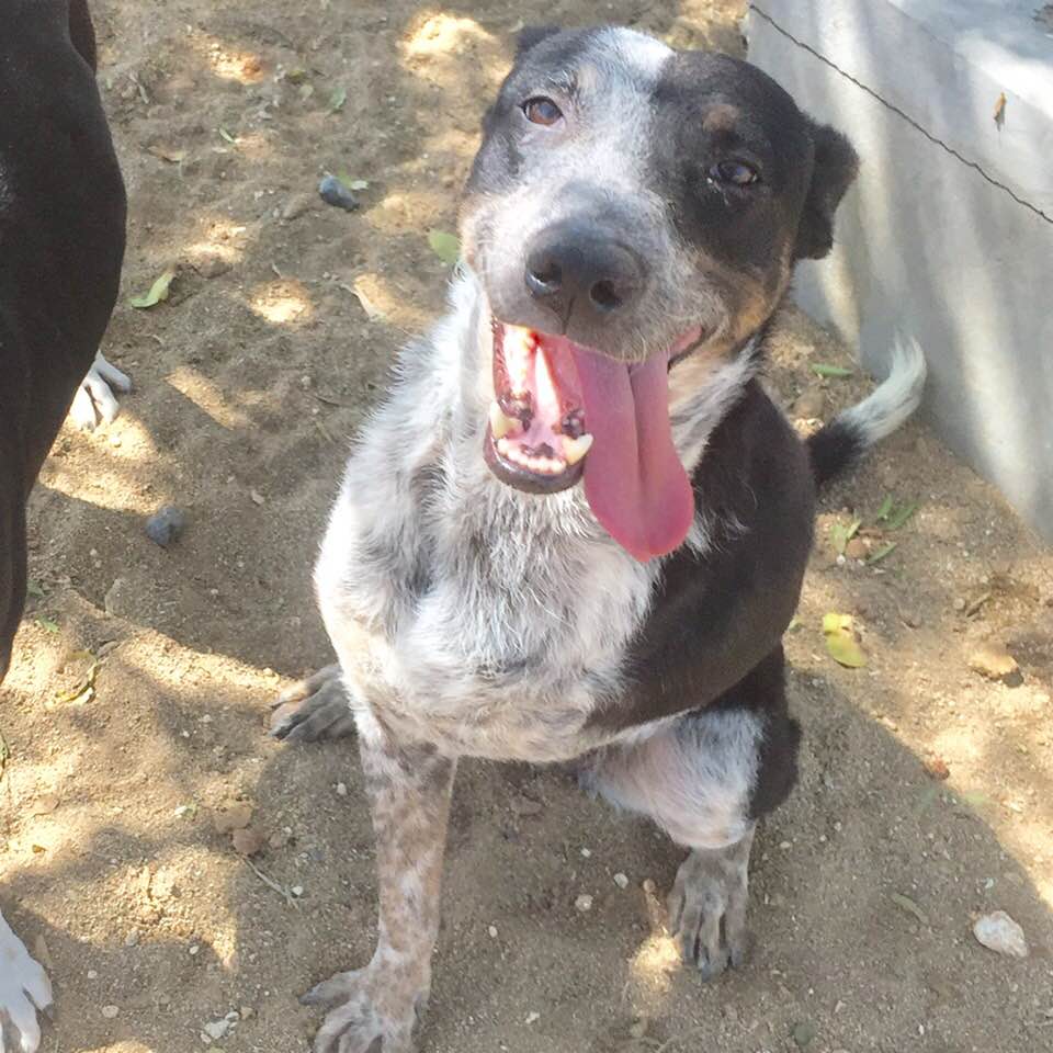 Available Dogs - Mazatlan Animal Rescue