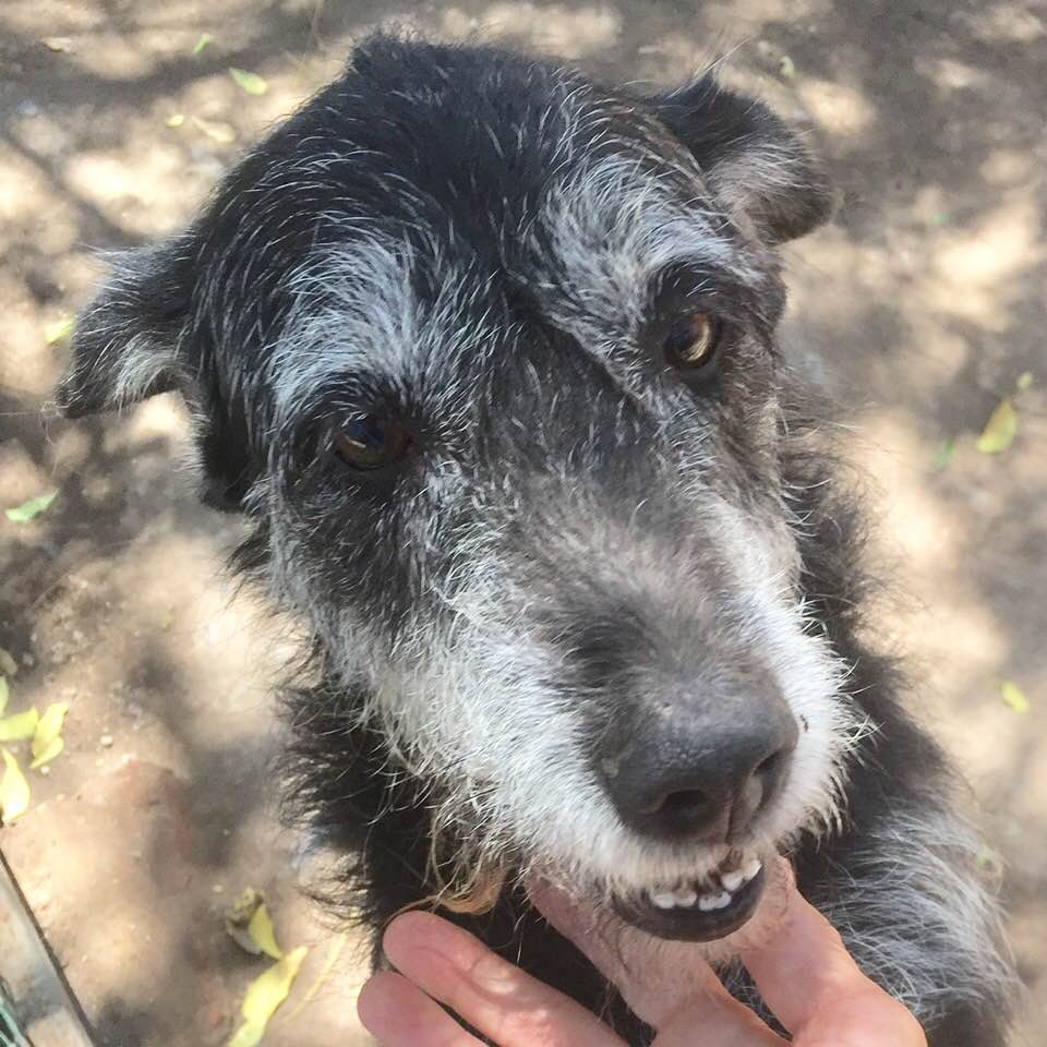 Available Dogs - Mazatlan Animal Rescue