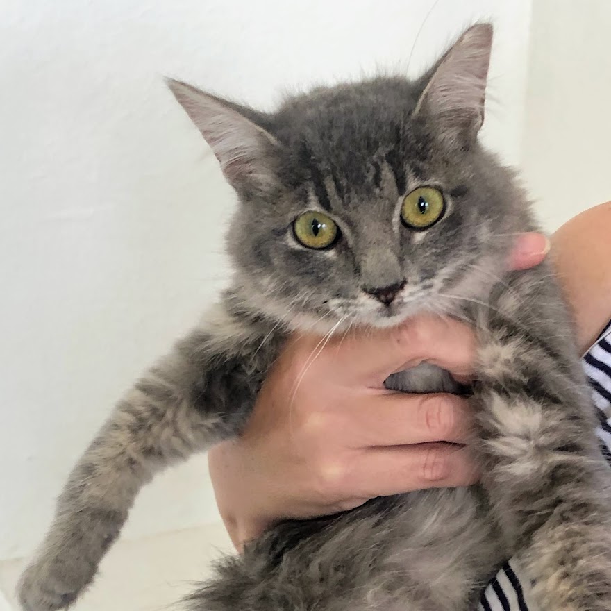 Peca - Mazatlan Animal Rescue