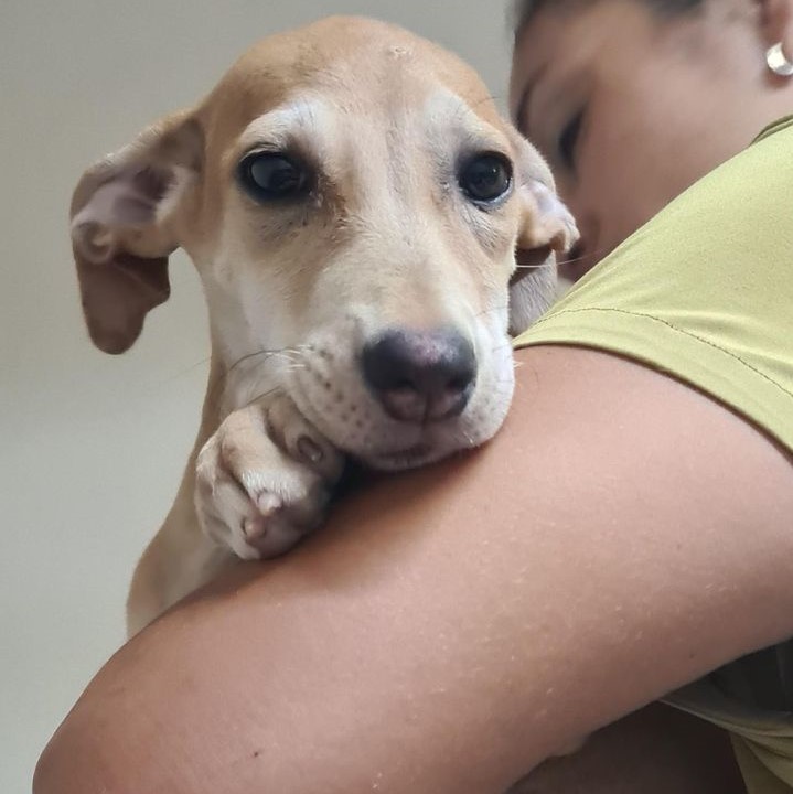 Recovery Room Dogs - Mazatlan Animal Rescue