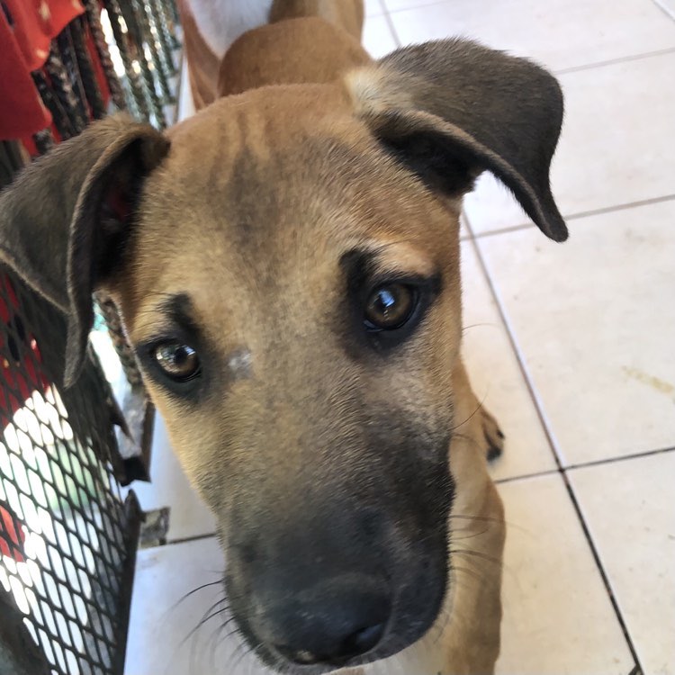 Recovery Room Dogs - Mazatlan Animal Rescue