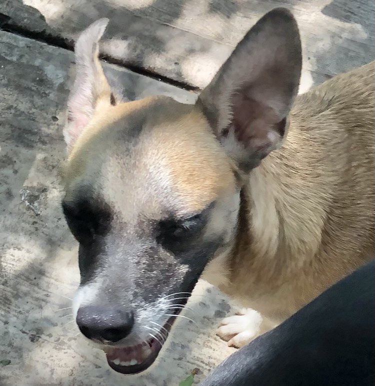 Dorian - Mazatlan Animal Rescue