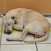 Recovery Room Dogs - Mazatlan Animal Rescue