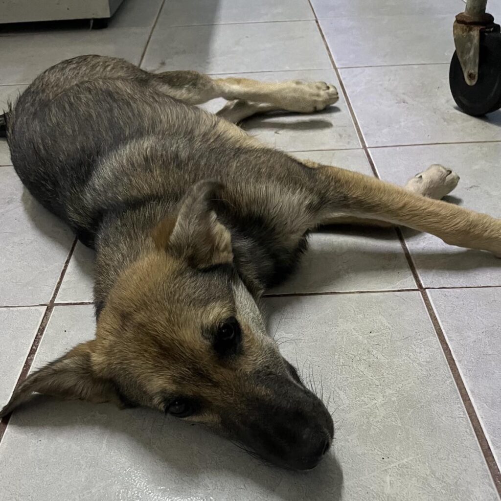 Available Dogs - Mazatlan Animal Rescue