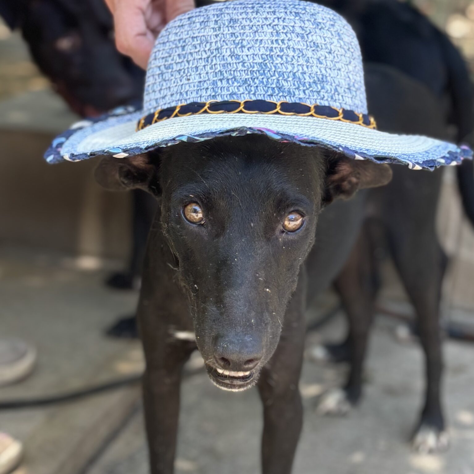 Onyx - Mazatlan Animal Rescue