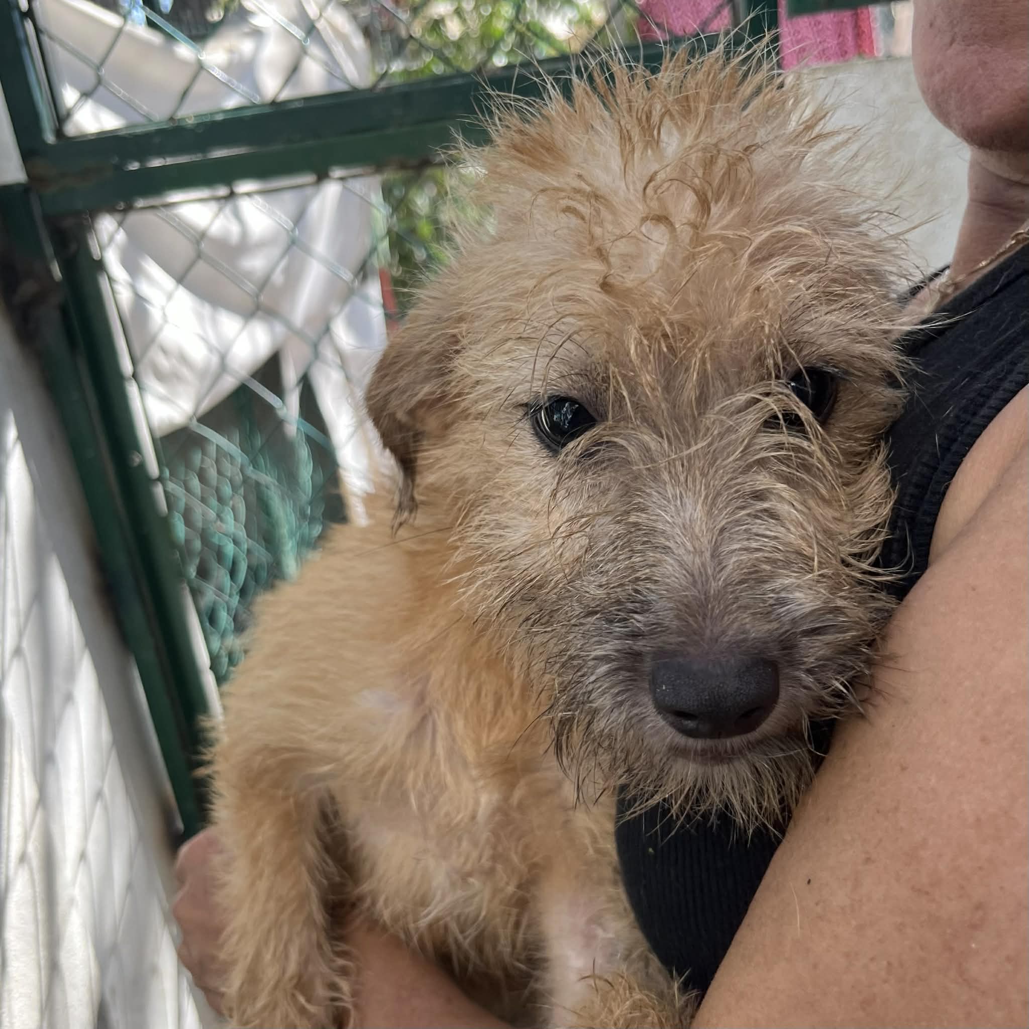 Sandy - Mazatlan Animal Rescue
