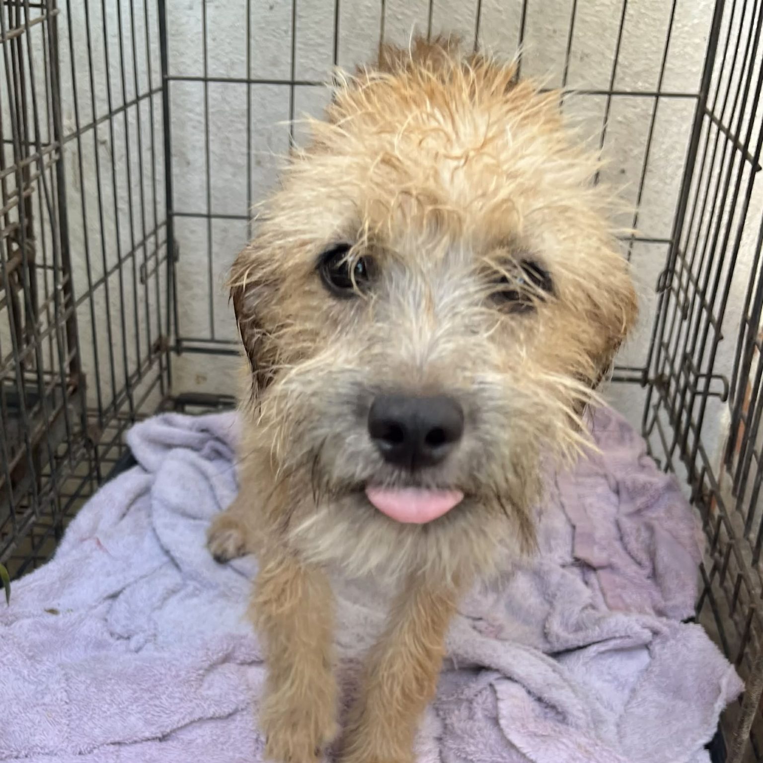 Sandy - Mazatlan Animal Rescue